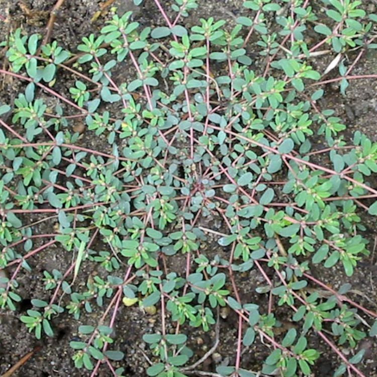 Spurge Weed Solutions | The Garden Superstore