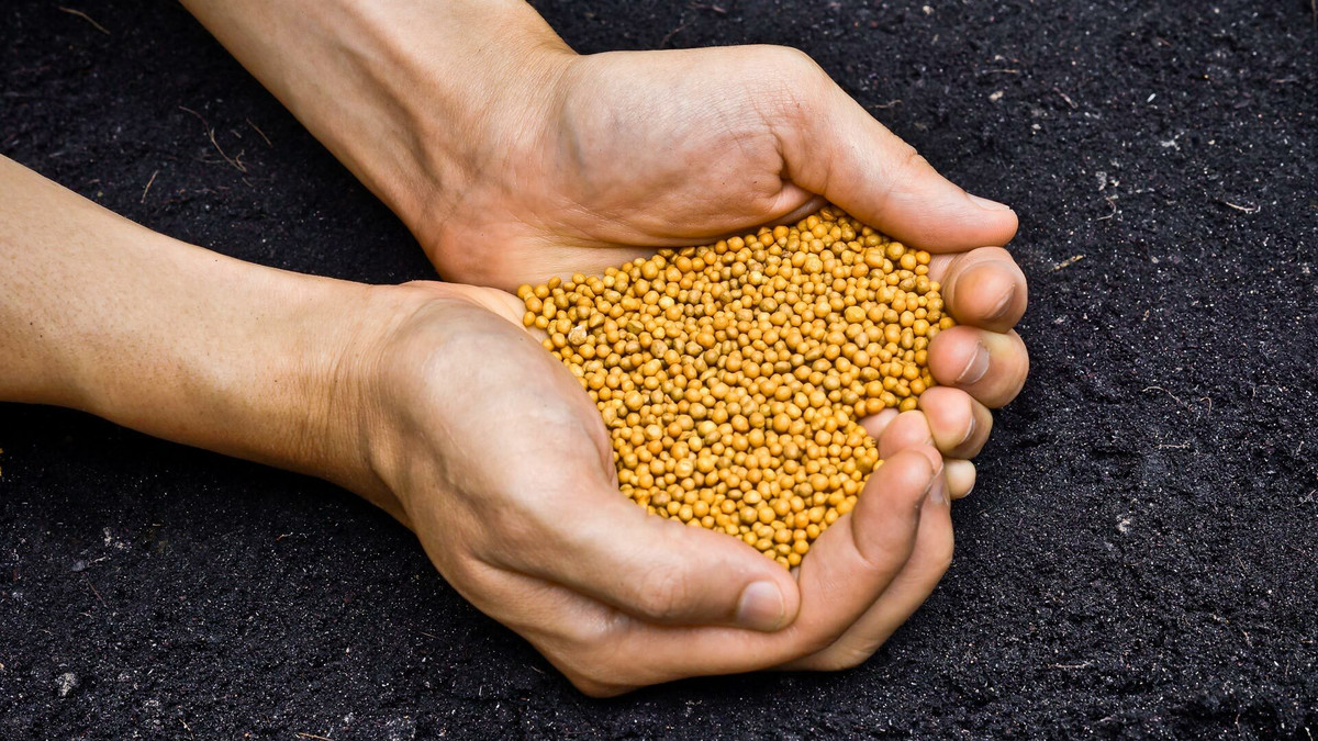 Controlled Release Fertiliser for Gardens | The Garden Superstore