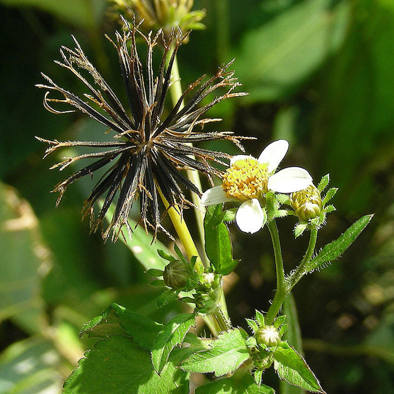 Cobbler's Peg: Effective Solutions for This Persistent Weed | The ...
