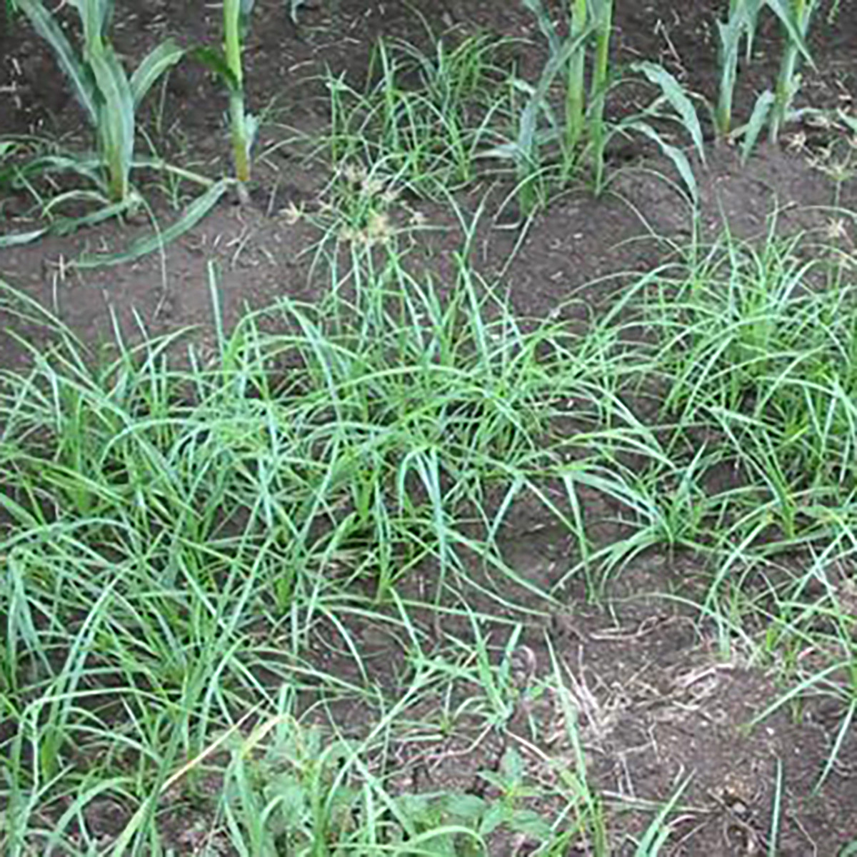 Nutgrass Control for Healthy Lawns | The Garden Superstore