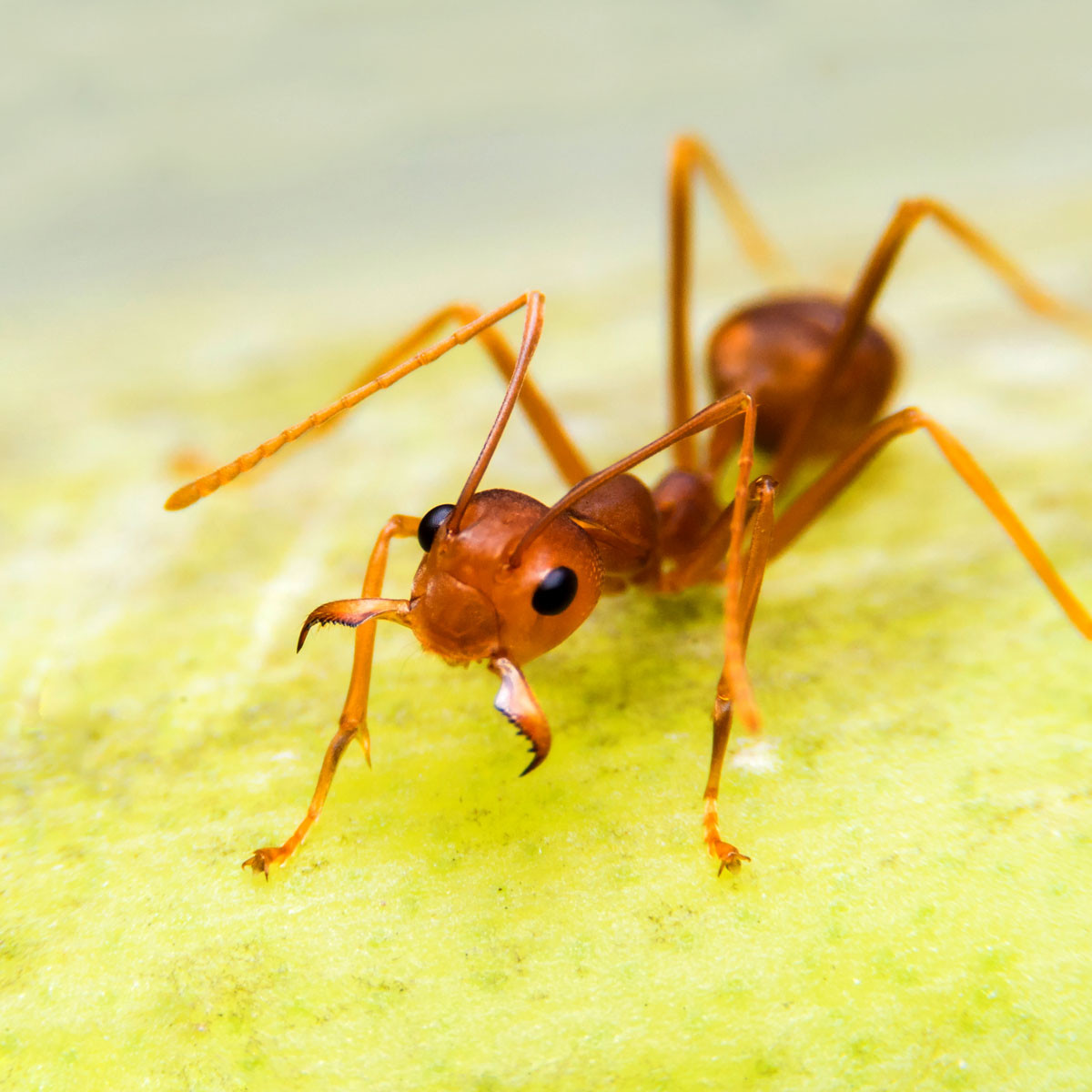 Battling Pests: The Imported Red Fire Ant Menace - The Garden Superstore