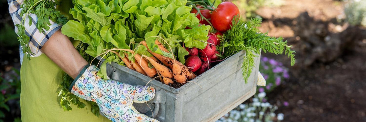 How to Grow Vegetables at Home - The Garden Superstore