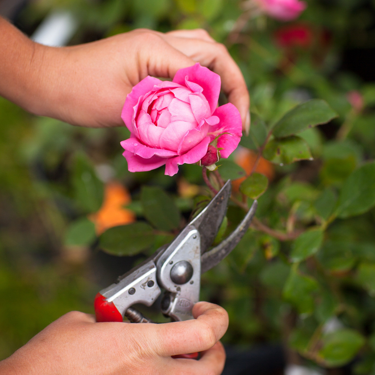 Pruning Deciduous Trees & Plants: The Science and Techniques for a ...