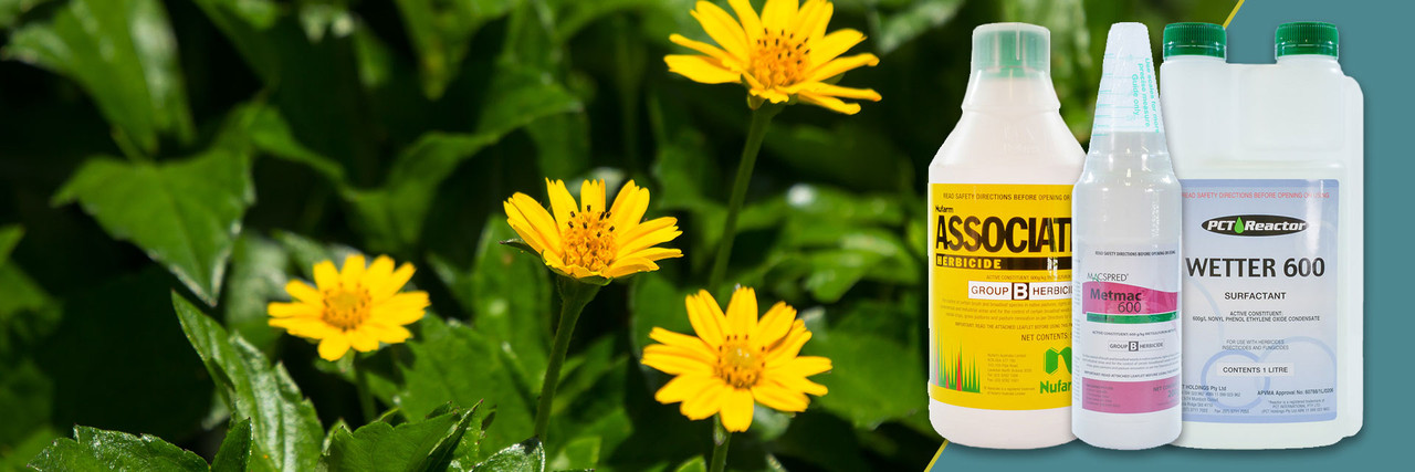 Battling Weeds: Singapore Daisy Control - The Garden Superstore