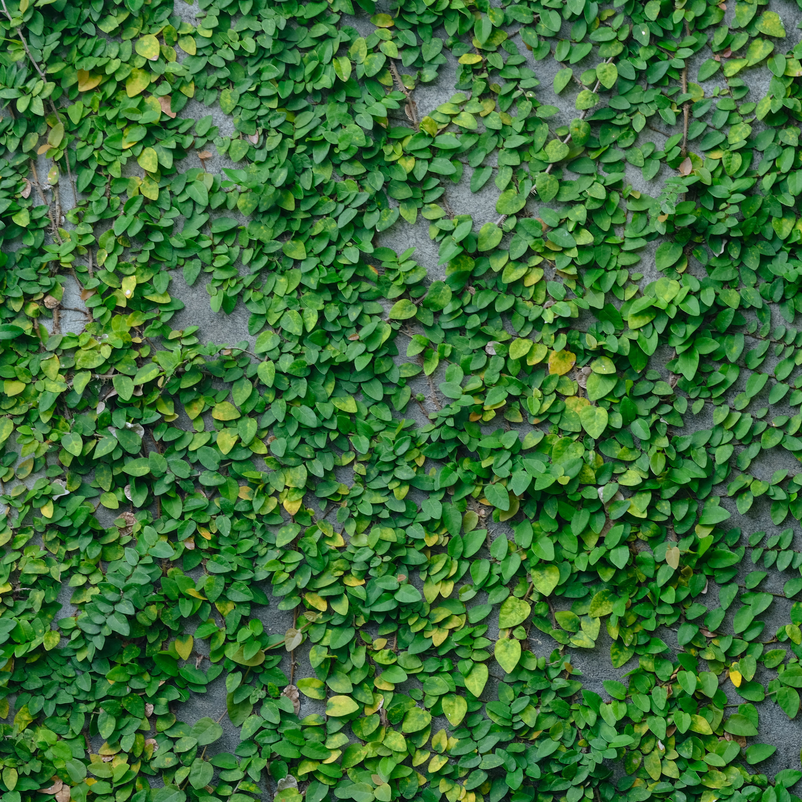 Creeping Fig (Ficus pumila): To Plant or Not to Plant? - The Garden ...