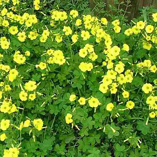Soursob Weed Control & Removal | The Garden Superstore