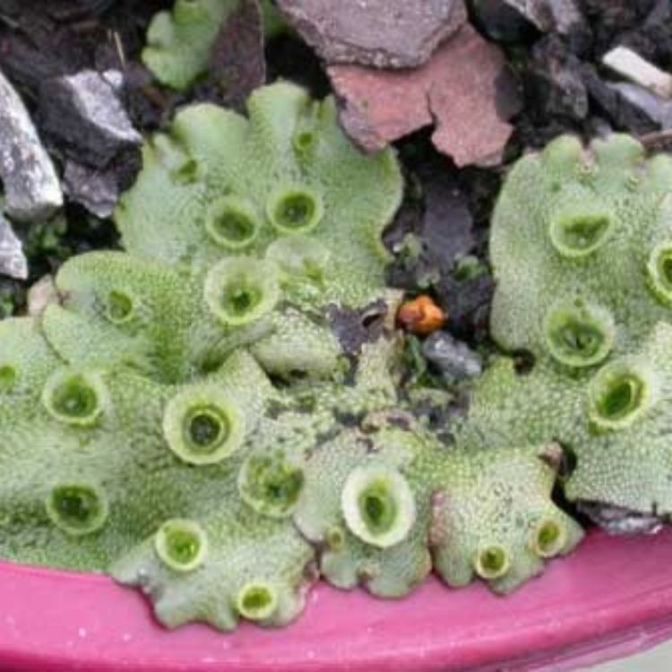 Common Liverwort Weed | The Garden Superstore