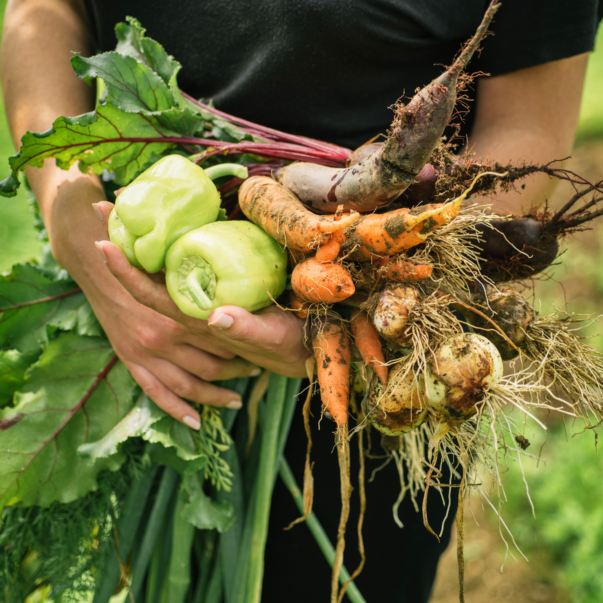 Picking the Right Crops for Your Garden – Autumn Focus - The Garden ...