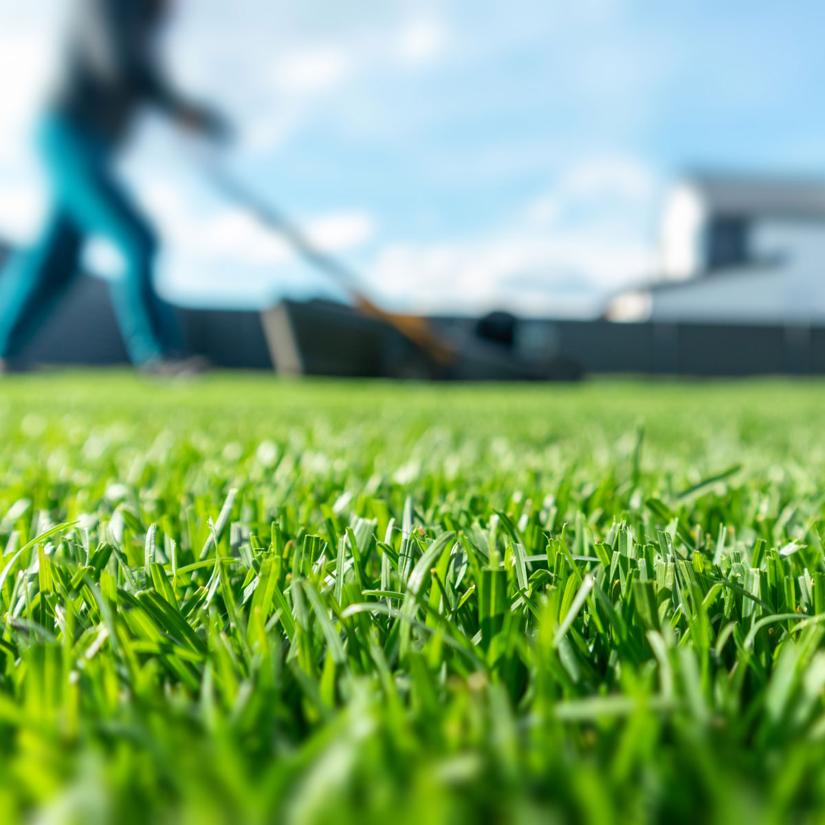 Winter Lawn Care Guide: How to Prepare Your Lawn for Cold Weather and a ...