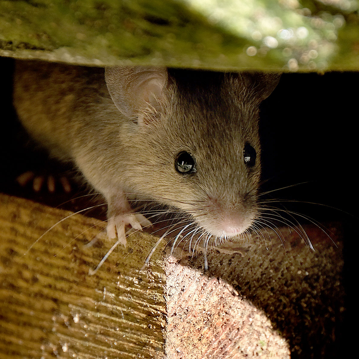 Battling Pests: Rodents in Your Garden - The Garden Superstore