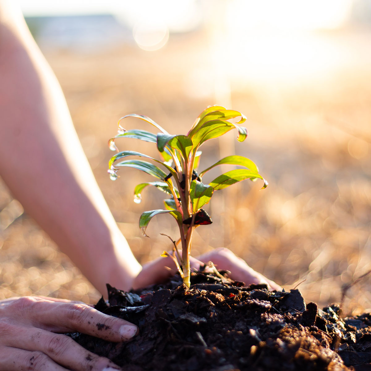 Embracing Winter: Planting Windbreaks & Shelter Belts for Future Year ...