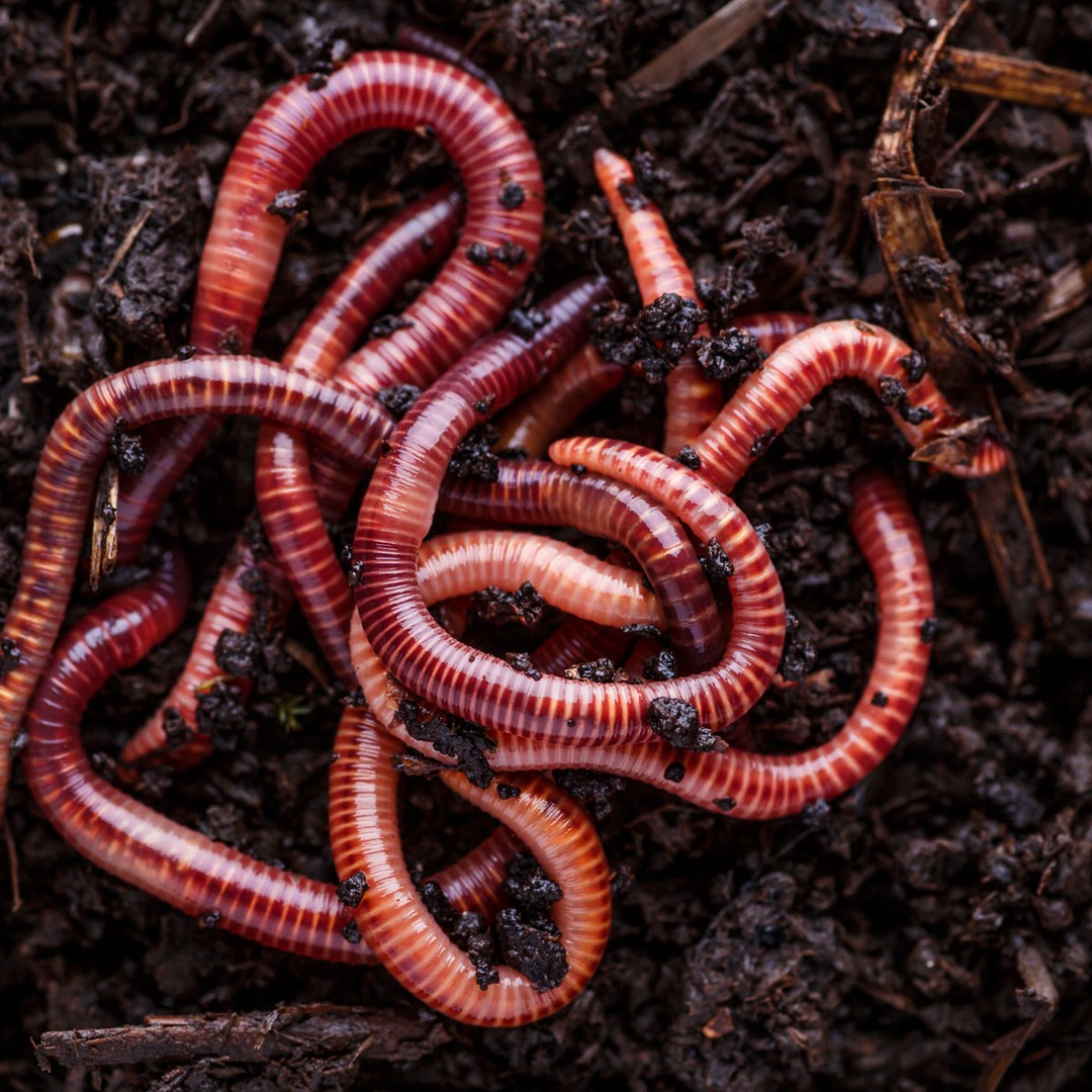Introducing Worm Hit - The Garden Superstore