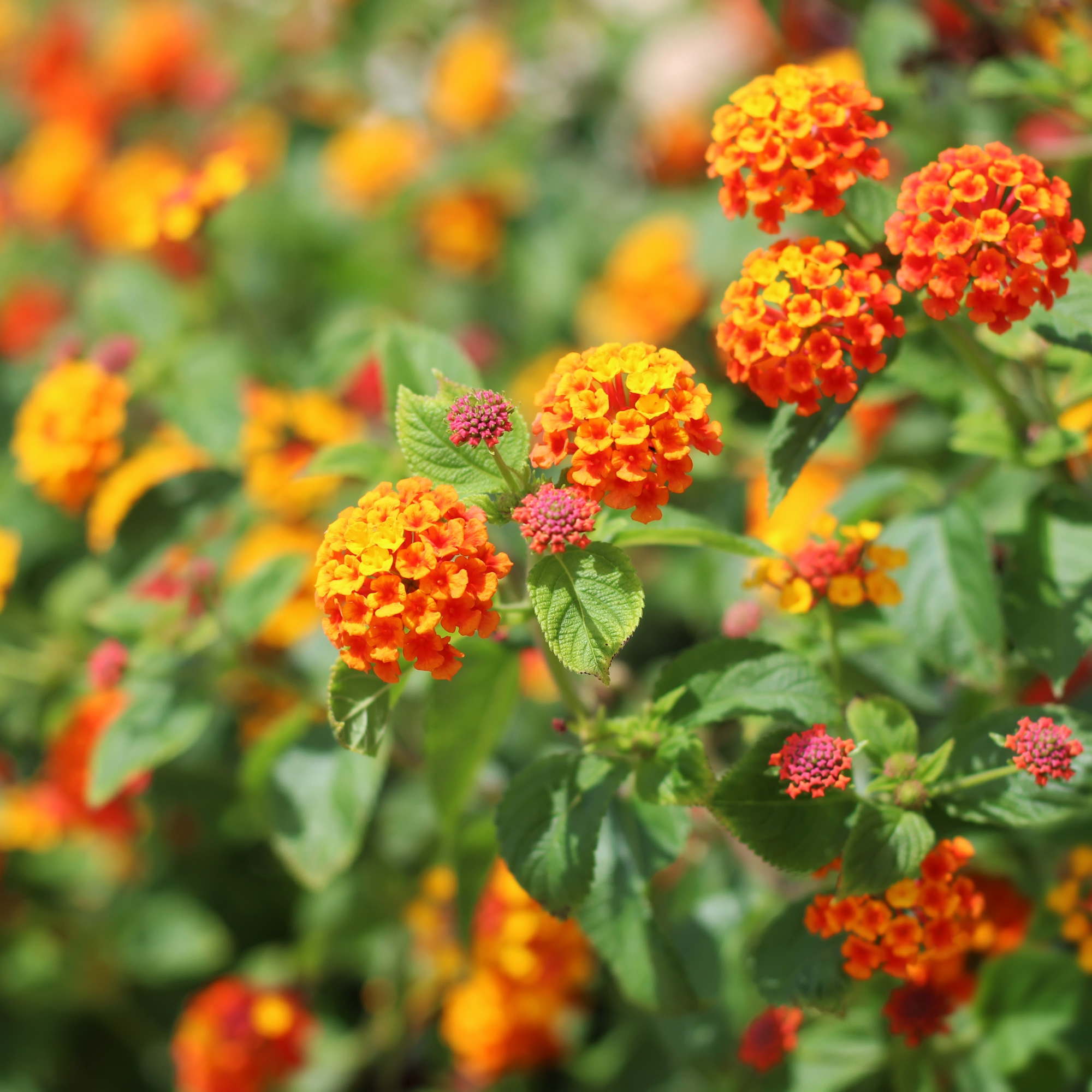 Tackling Woody Weeds: Effective Control Methods - The Garden Superstore