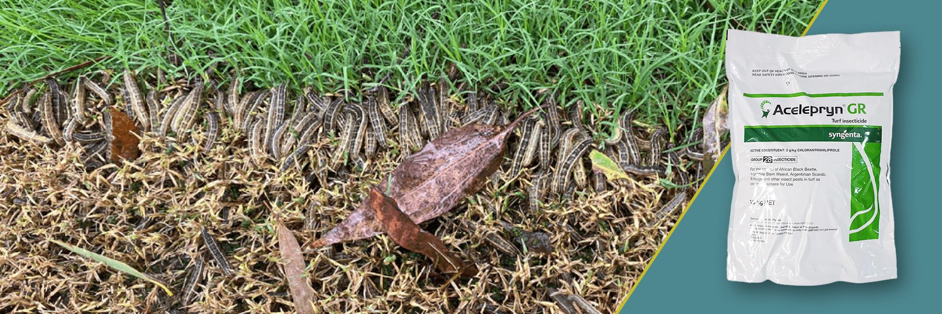 Battling Pests: Win the Battle Against Lawn Grubs & Armyworms with ...