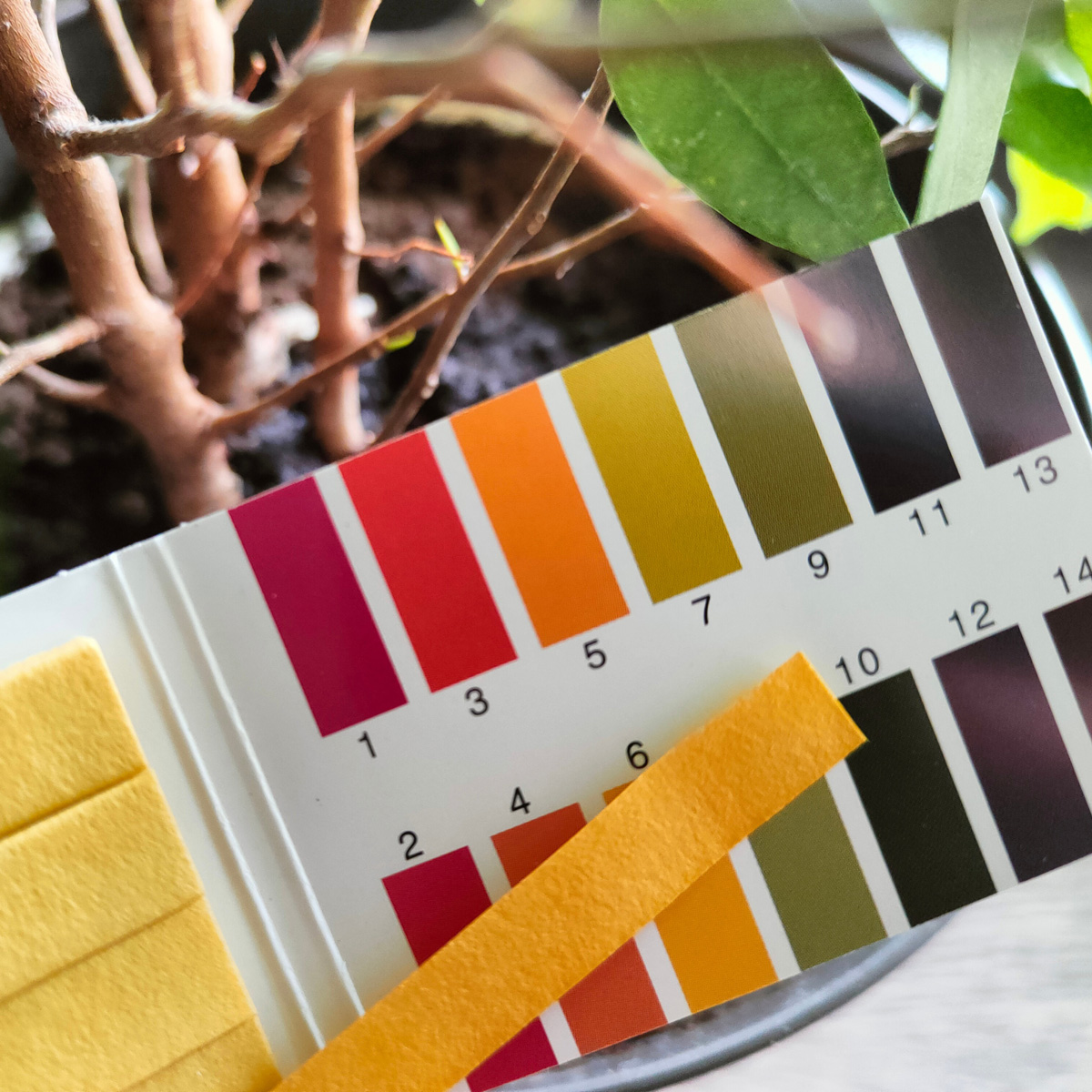 The Importance of Soil pH for a Thriving Garden - The Garden Superstore