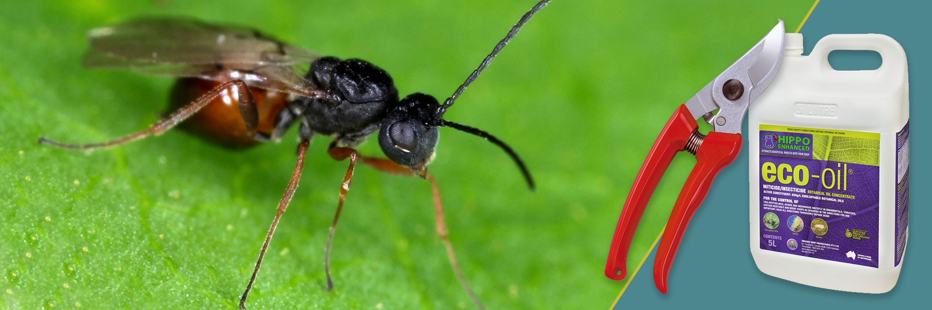 Battling Pests: Controlling Citrus Gall Wasp - The Garden Superstore