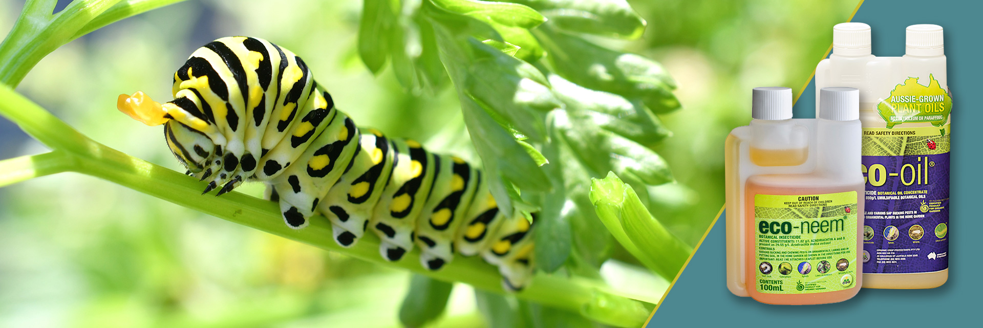 The magical wonders of neem! - The Garden Superstore