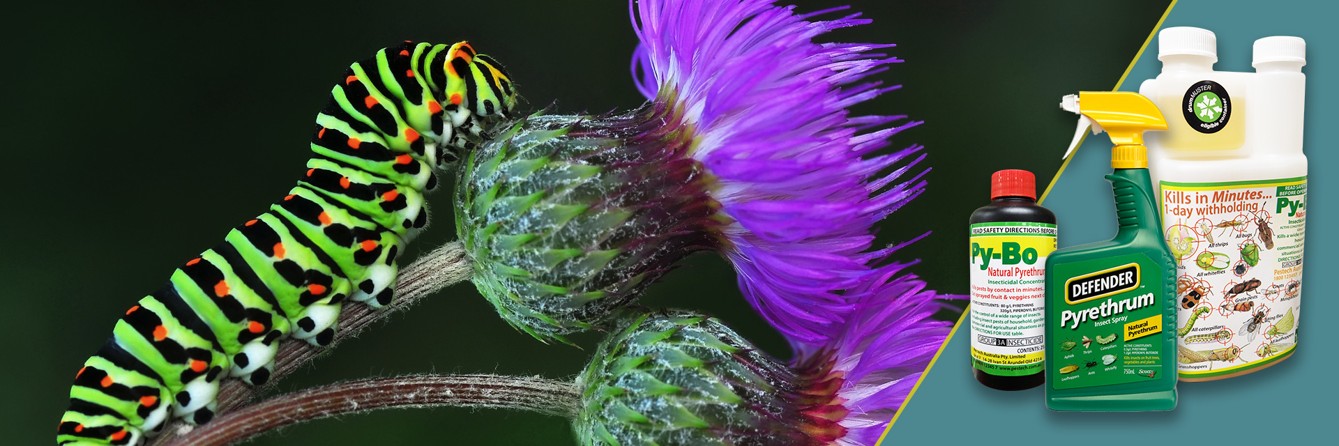 5 Reasons Why Pyrethrum is the Natural Pest Control Solution You Need ...