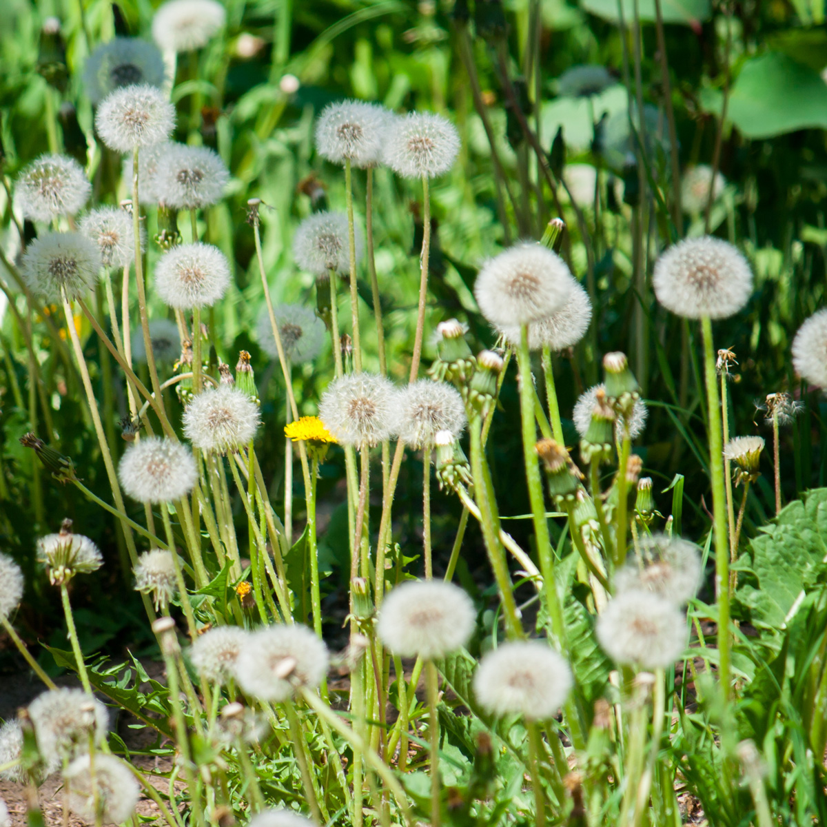 Excessive Rain = Weed Explosion. Here's How to Stay in Control - The ...