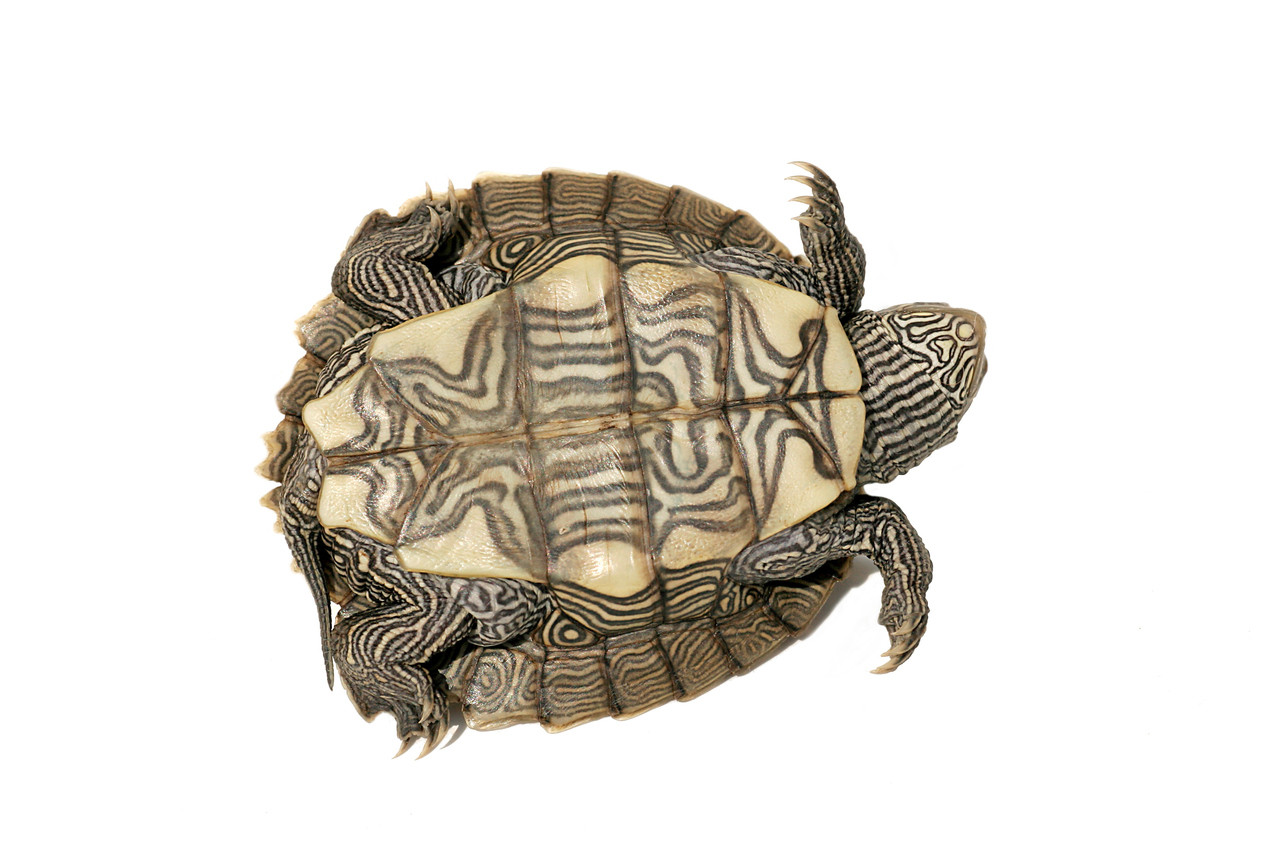 Mississippi Map Turtles for sale | My Turtle Store
