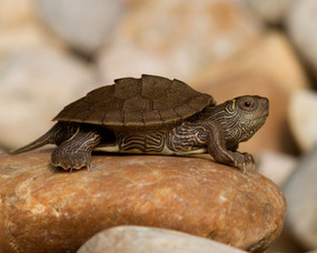 Mississippi Map Turtles for sale | My Turtle Store
