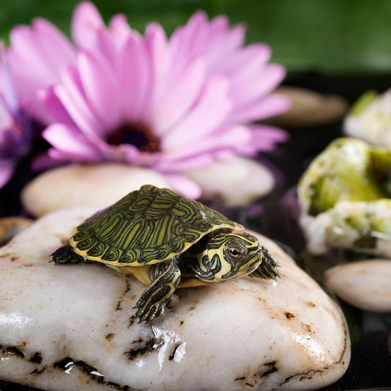 My Turtle Store | Peninsula Cooter Turtle