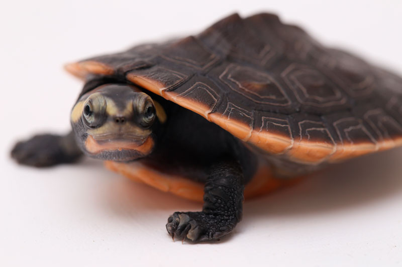 My Turtle Store | Pink Bellied Side Neck Turtle