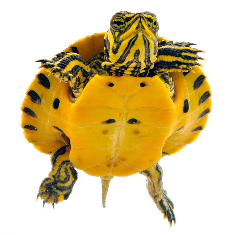 Yellow Belly Slider Turtle
