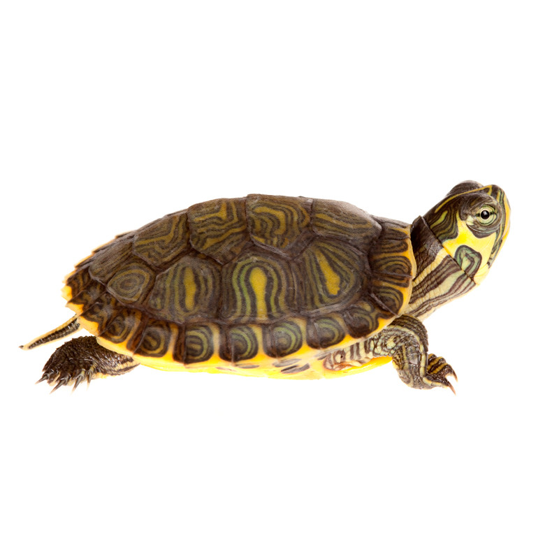 My Turtle Store: Yellow Bellied Turtle