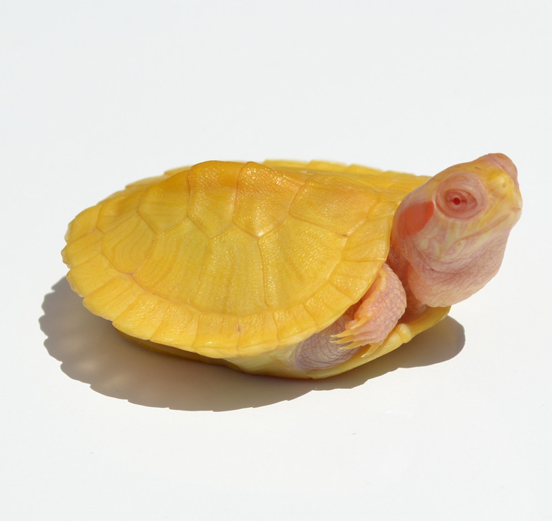 Albino Red Ear Slider Turtle