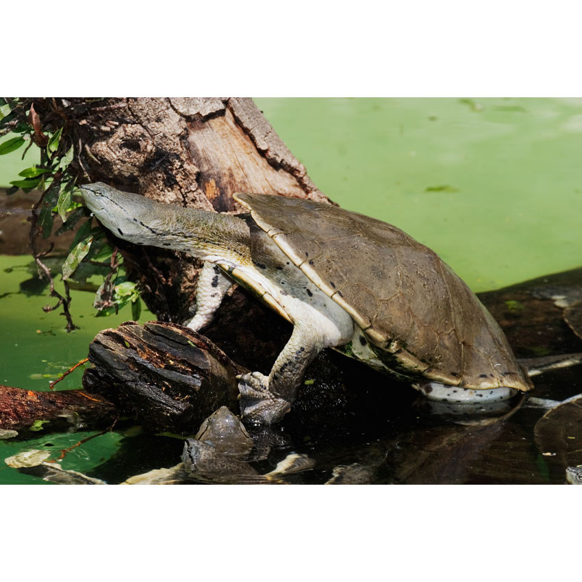 Geoffrey's Side-Neck Turtle