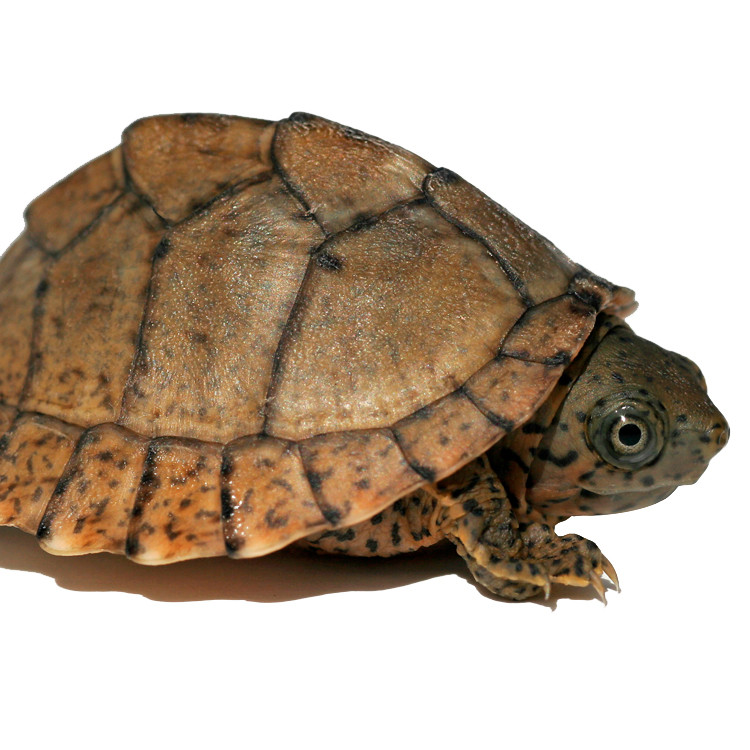 My Turtle Store | Razorback Musk Turtle