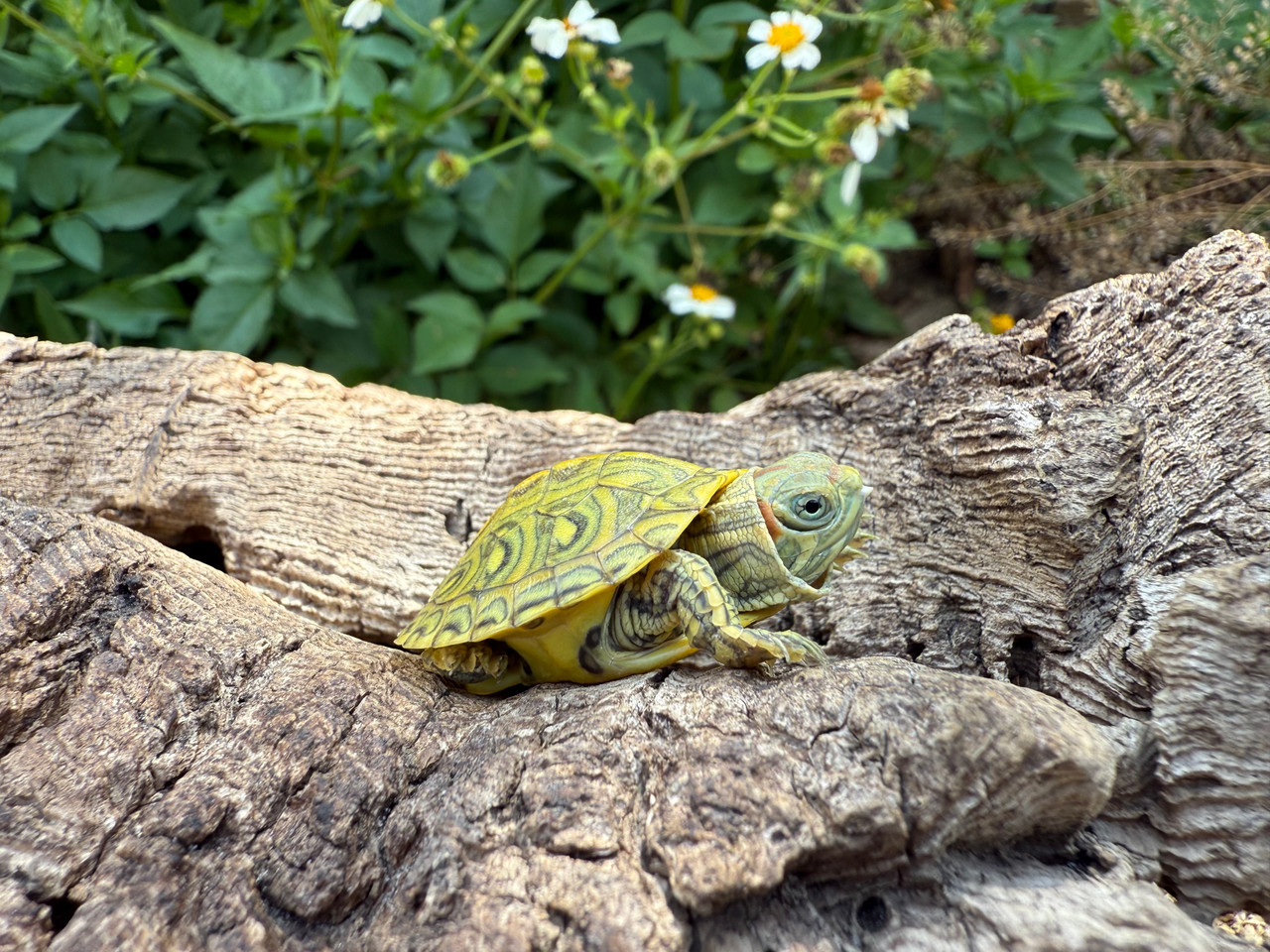 Clown Red Ear Slider Turtle