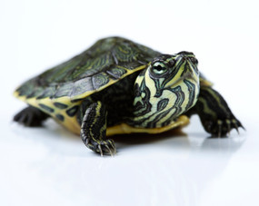 My Turtle Store: Yellow Bellied Turtle