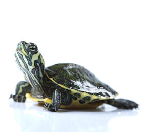 My Turtle Store: Yellow Bellied Turtle