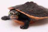 My Turtle Store | Pink Bellied Side Neck Turtle