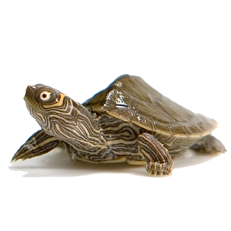 Mississippi Map Turtles for sale | My Turtle Store
