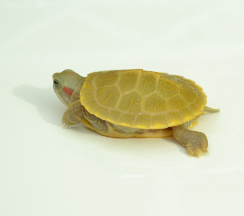 Lemon Lime Crush Red Ear Slider Turtle