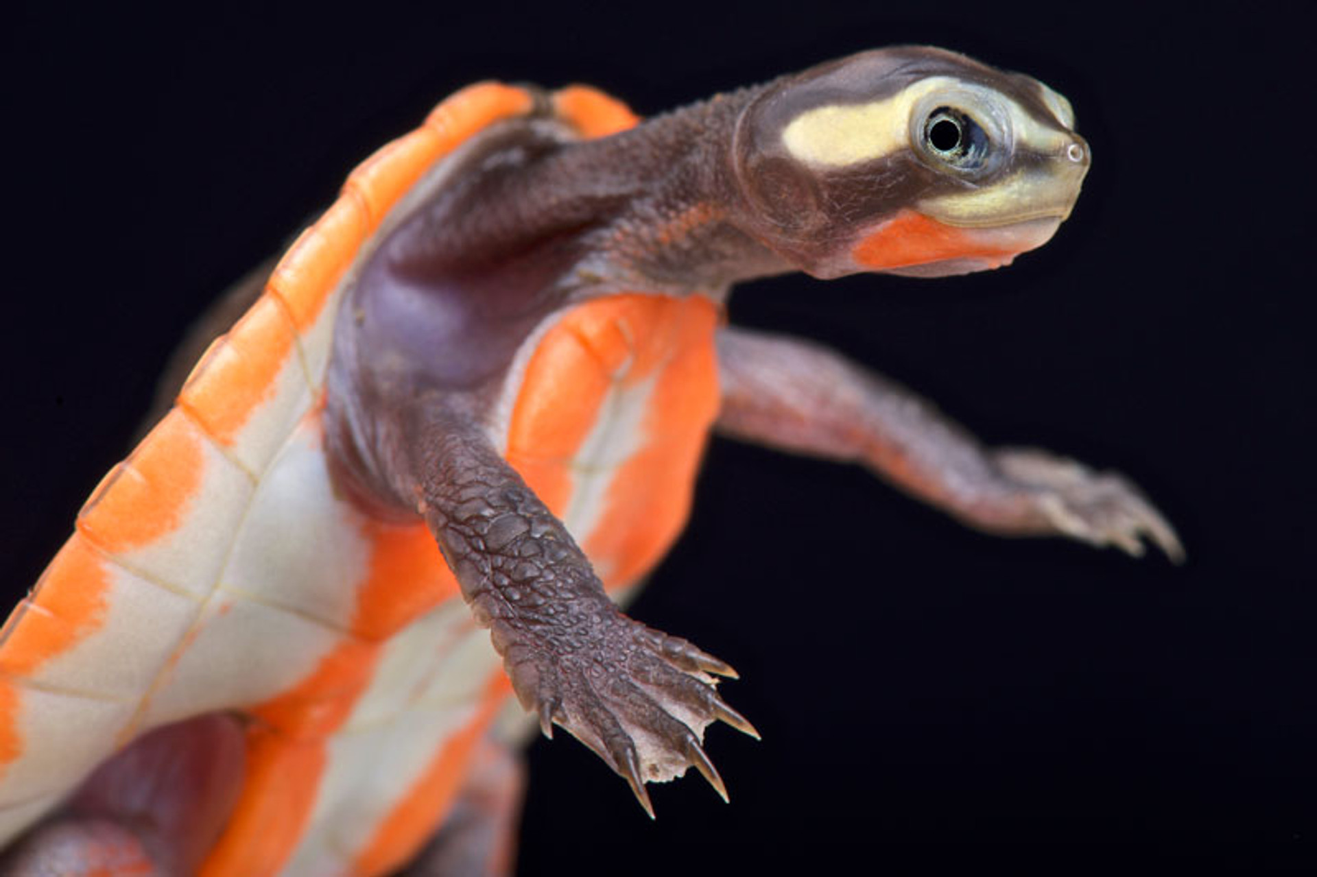 My Turtle Store | Pink Bellied Side Neck Turtle
