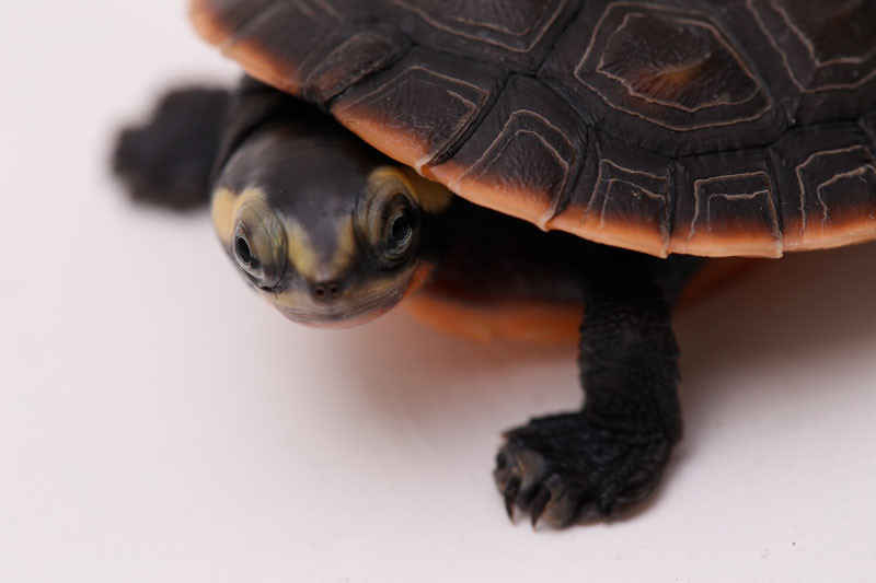 My Turtle Store | Pink Bellied Side Neck Turtle