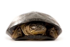 African Side Neck Turtle