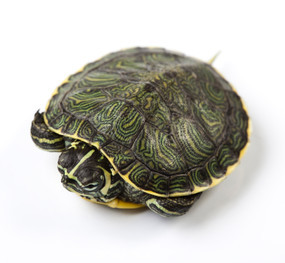 My Turtle Store: Yellow Bellied Turtle