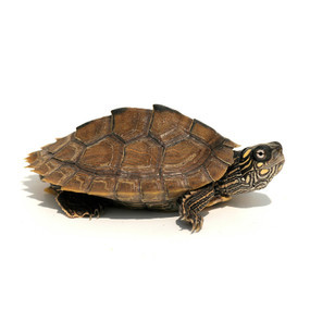 Mississippi Map Turtles for sale | My Turtle Store