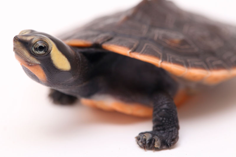 My Turtle Store | Pink Bellied Side Neck Turtle