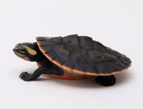 My Turtle Store | Pink Bellied Side Neck Turtle
