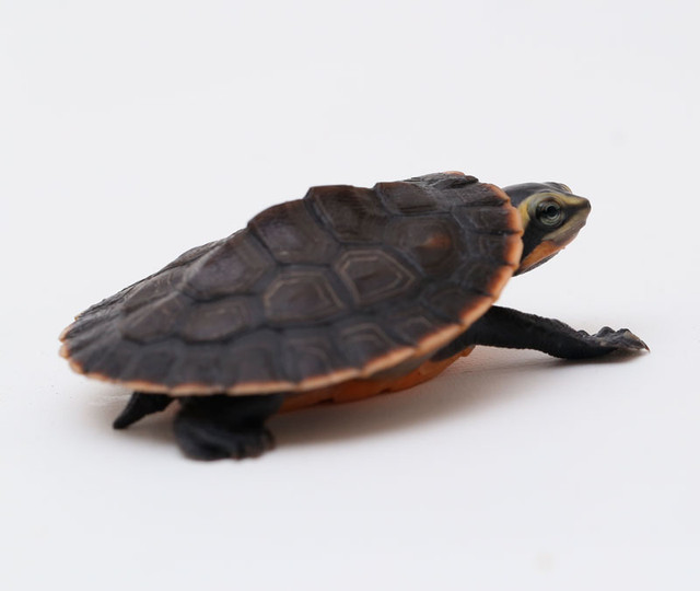 My Turtle Store | Pink Bellied Side Neck Turtle