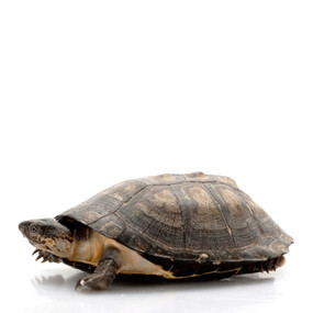 African Side Neck Turtle