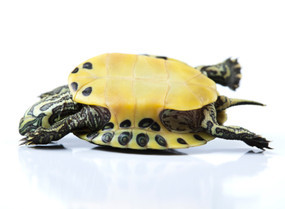 My Turtle Store: Yellow Bellied Turtle