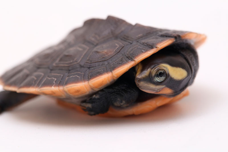 My Turtle Store | Pink Bellied Side Neck Turtle