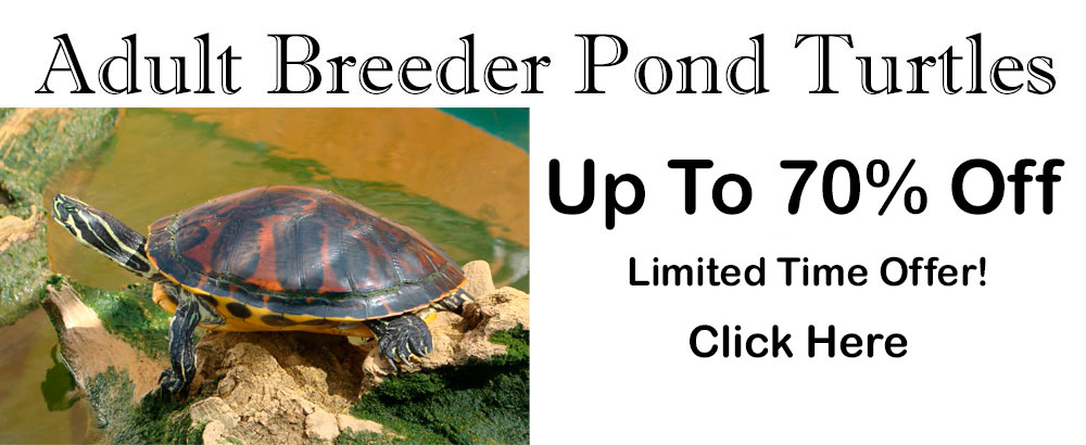Turtle Store | Buy Turtles Online | Turtle Accessories - My Turtle Store